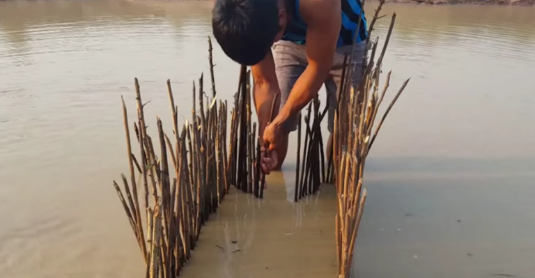 Best 6 Primitive Survival Fish Traps (How To)
