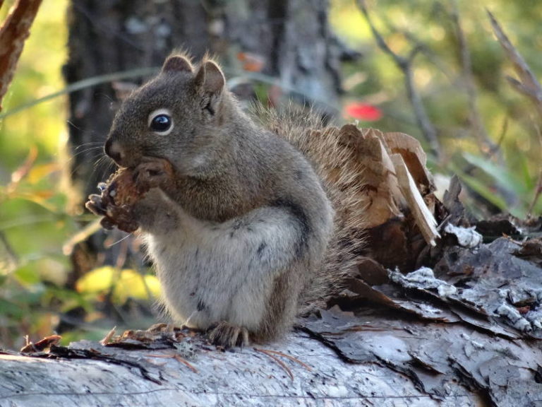 Realities of Gathering Wild Foods for Subsistence