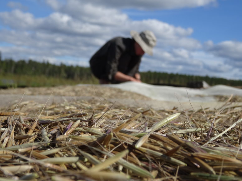 Realities of Gathering Wild Foods for Subsistence